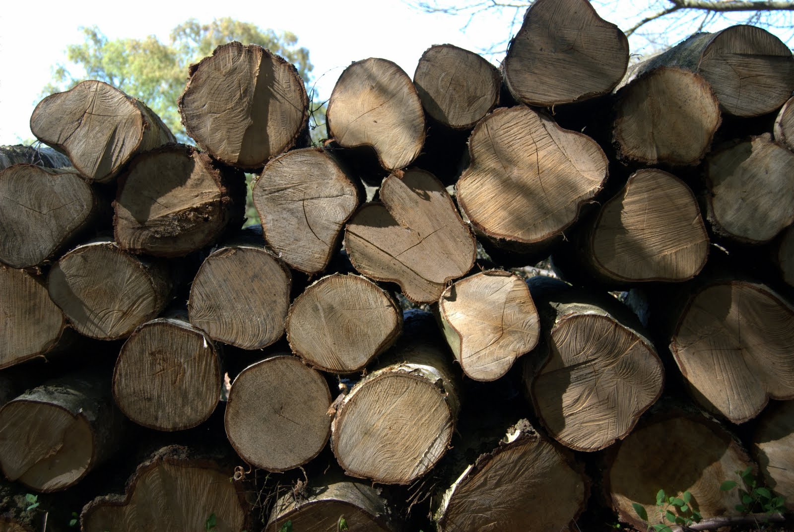 PERFECT PELARGONIUMS: April 2011