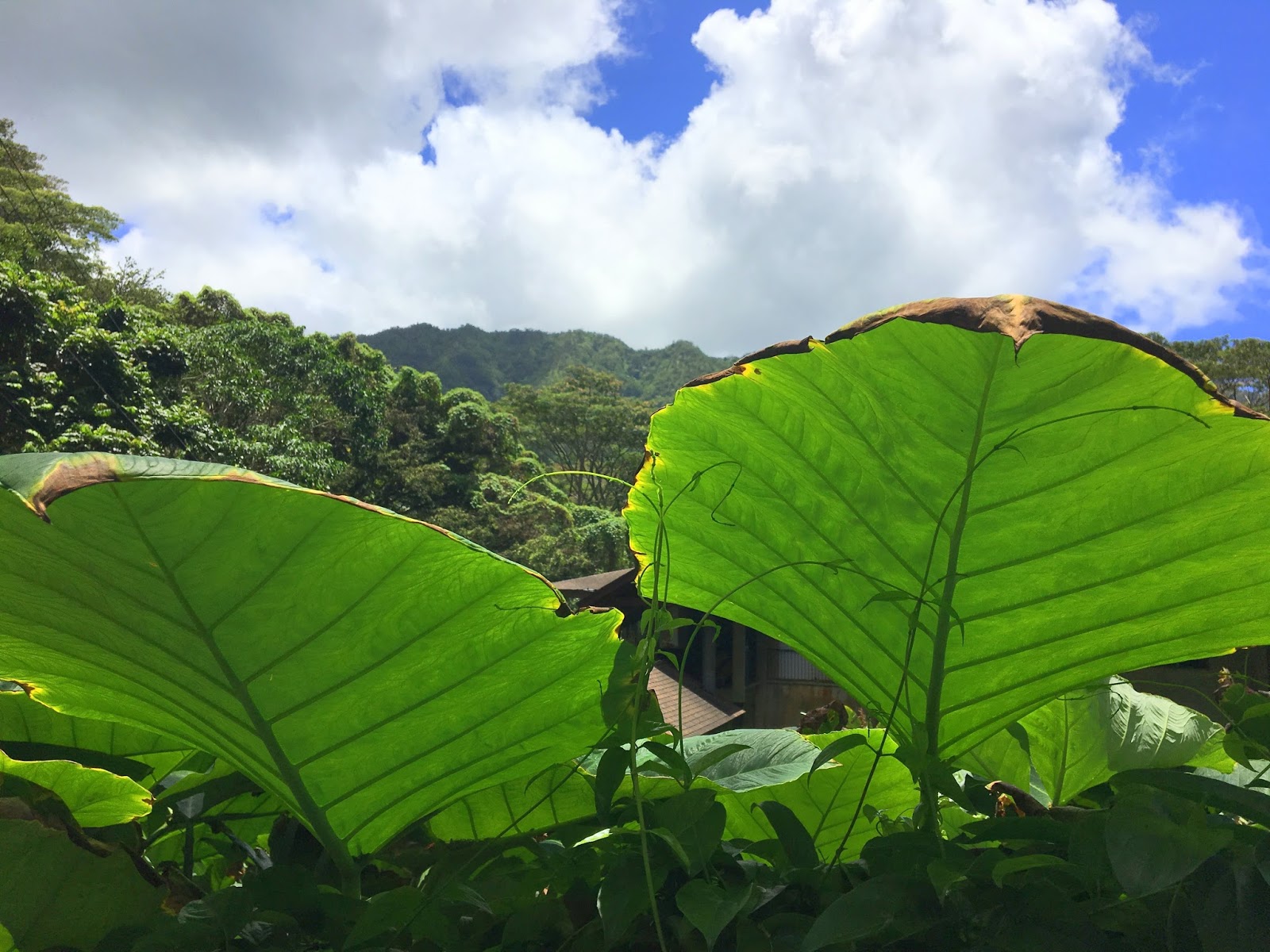 Aloha from Hawaii: The Sacred, Life sustaining Hawaiian plant ancestor ...