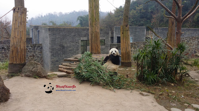 ChengDu Panda Holding, Chengdu Panda Volunteer Program: 2017 How To Apply Chengdu Panda Keeper ...