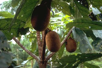 callie's culinary corner: Industry Trend: Cupuacu Fruit