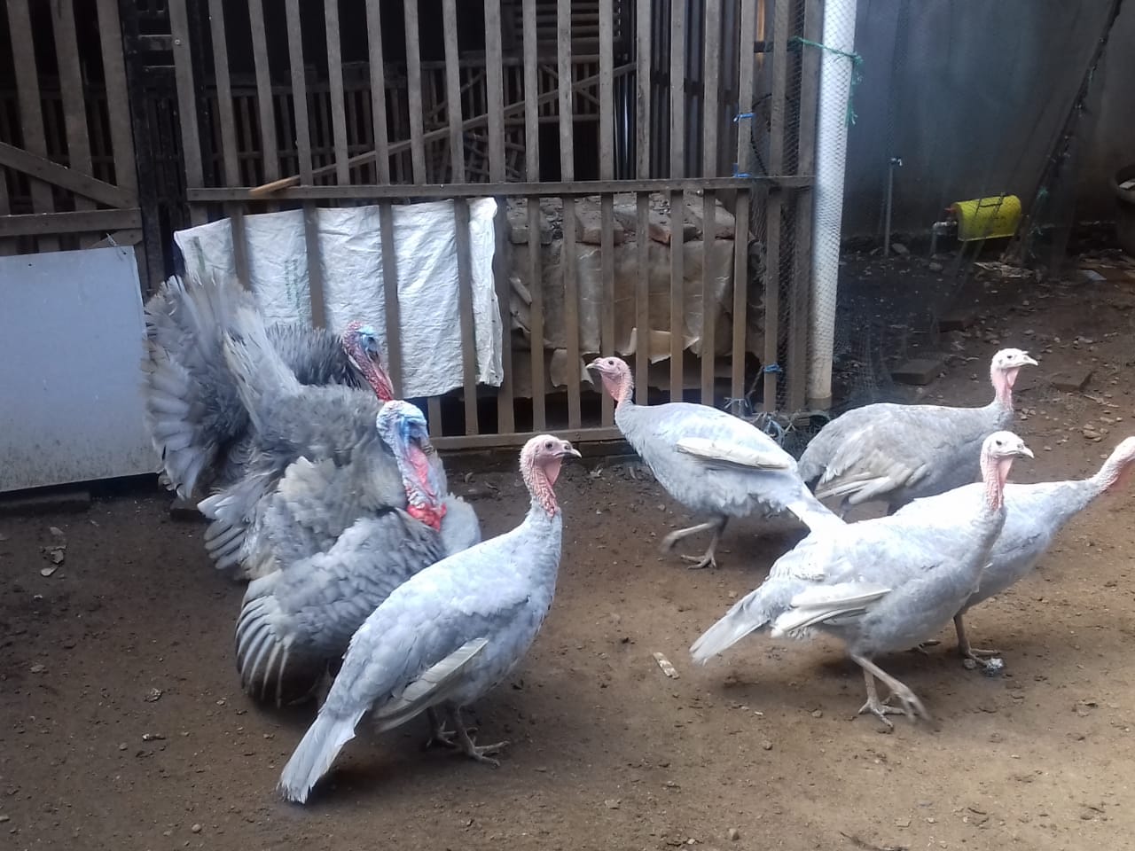 Berapa Harga Kalkun - Ayam Kalkun Kita