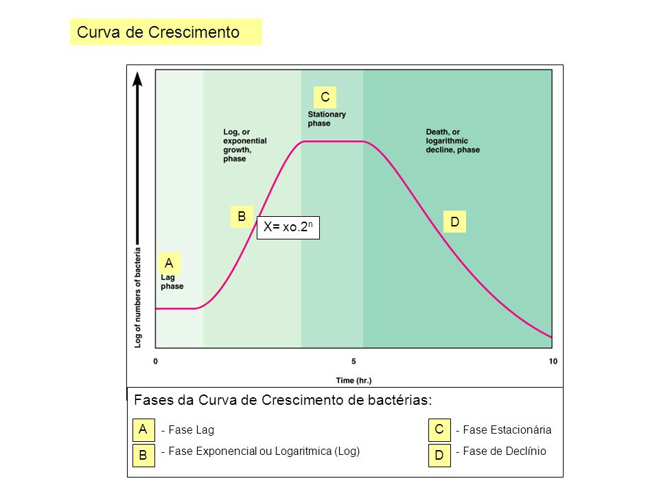Quais As 4 Fases Do Crescimento Bacteriano - RETOEDU