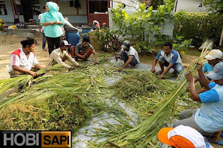 Cara Membuat Silase Untuk Pakan Ternak Sapi