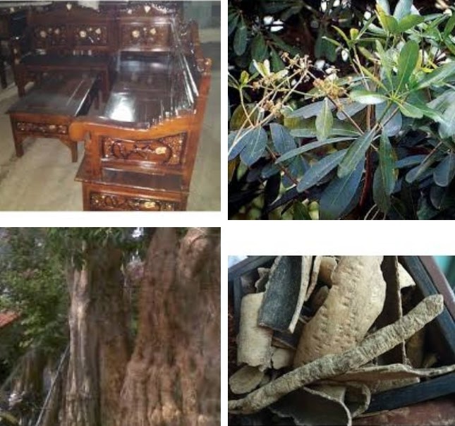 Kelebihan dan kekurangan kayu pulai - navigasiin