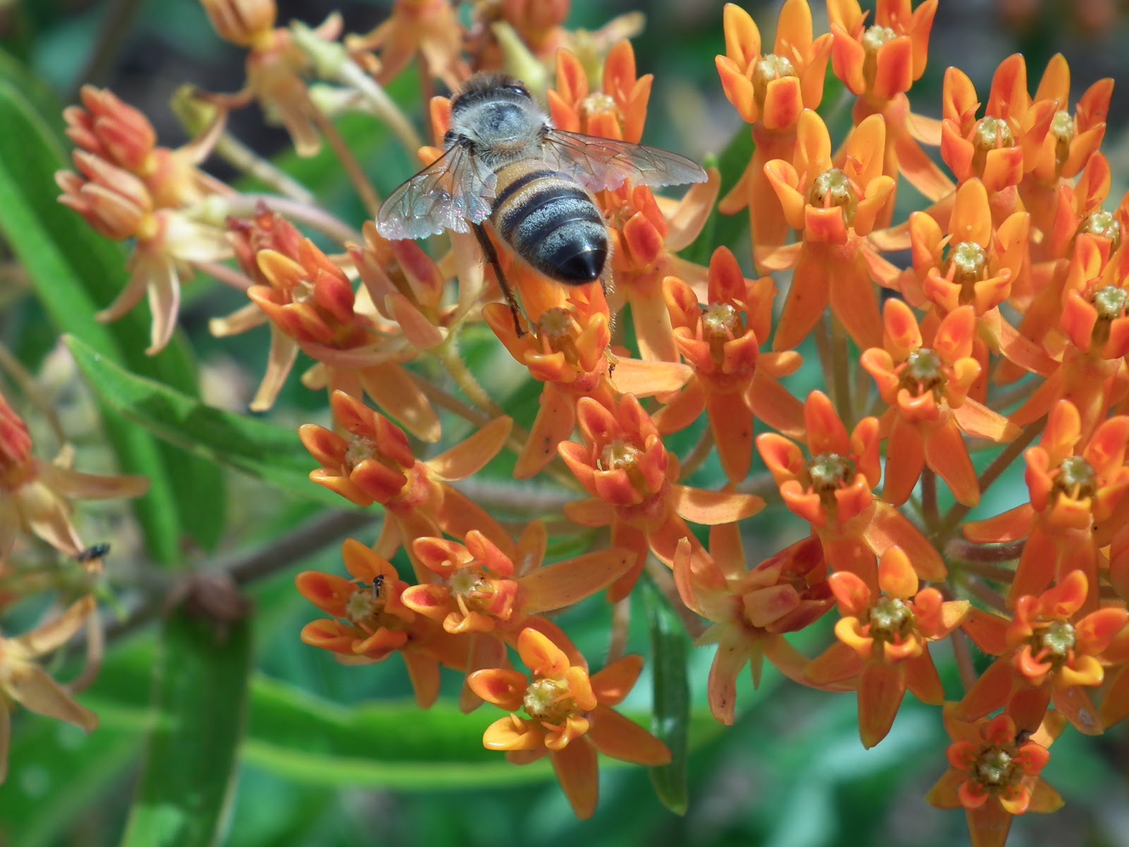Welcome to my Garden: MONARCH WAYSTATION