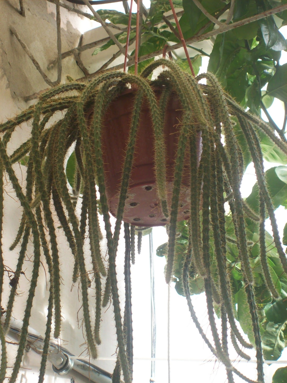 Los Cactus de Duilio: Aporocactus, Cactus de cola de rata, Cactus ...