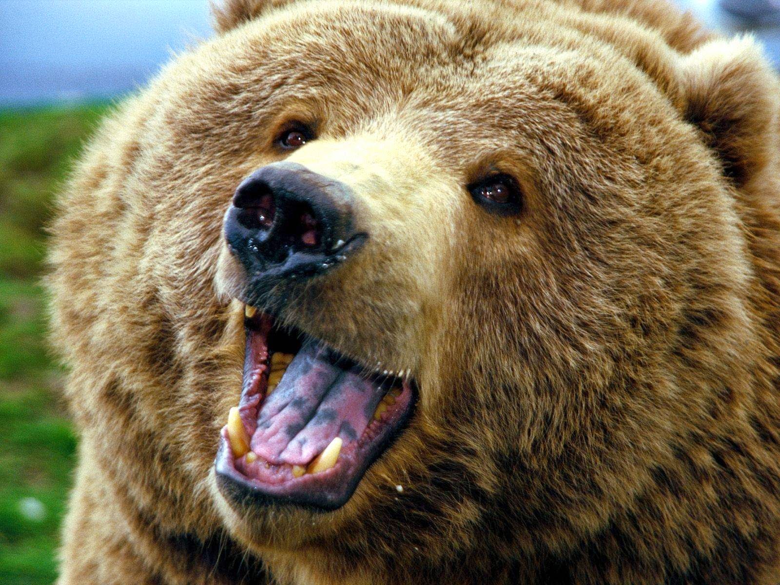 ANIMALES QUE NOS IDENTIFICAN