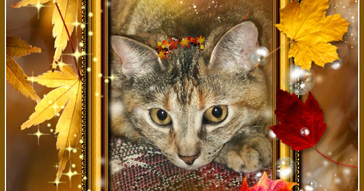 Peaches and Paprika: Autumn Princess Paprika - Cat-ur-day Art