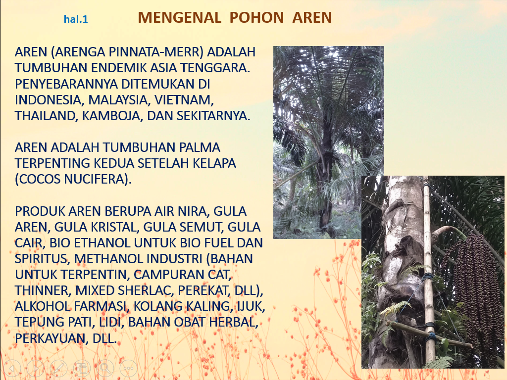 Jasa Konsultan Budidaya Aren : Aren Adalah Tanaman Masa Depan