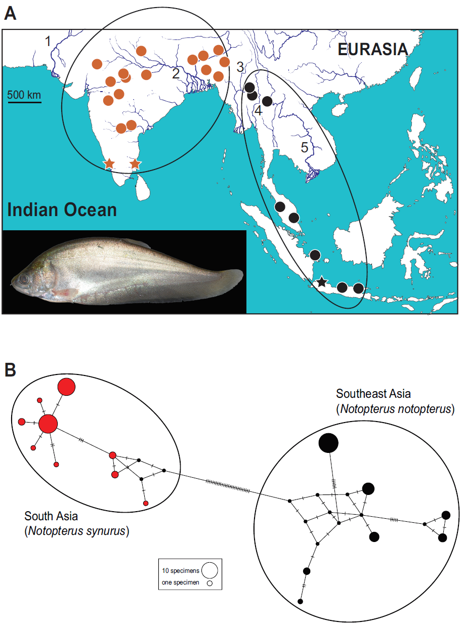 Sciency Thoughts: Notopterus synurus: A cryptic species of Bronze ...