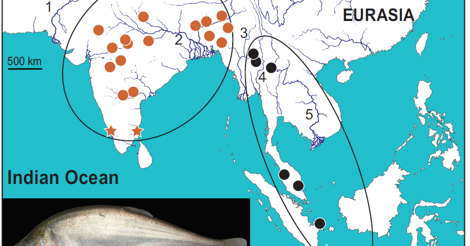 Sciency Thoughts: Notopterus synurus: A cryptic species of Bronze ...