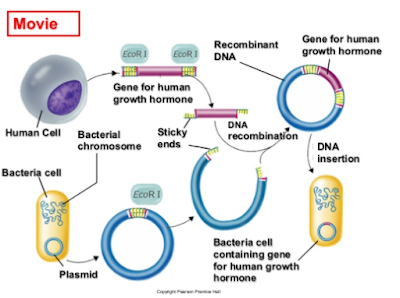 Genética Básica : ADN recombinante en la naturaleza y ADN recombinante ...