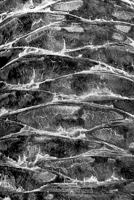Roswilas Dream And Poetry Realm The Shadows Stack Up Photomorph And Imagination Non Dream Free