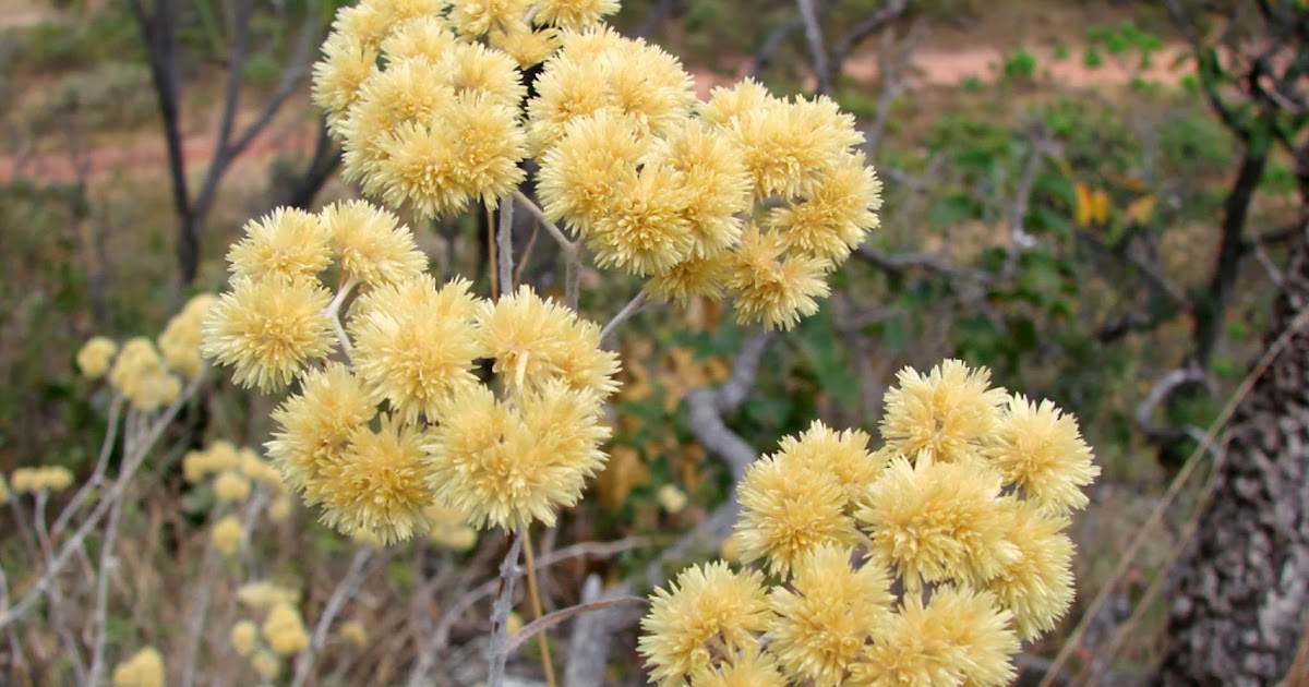PLANTAS MEDICINALES A TU SALUD: MARCELA