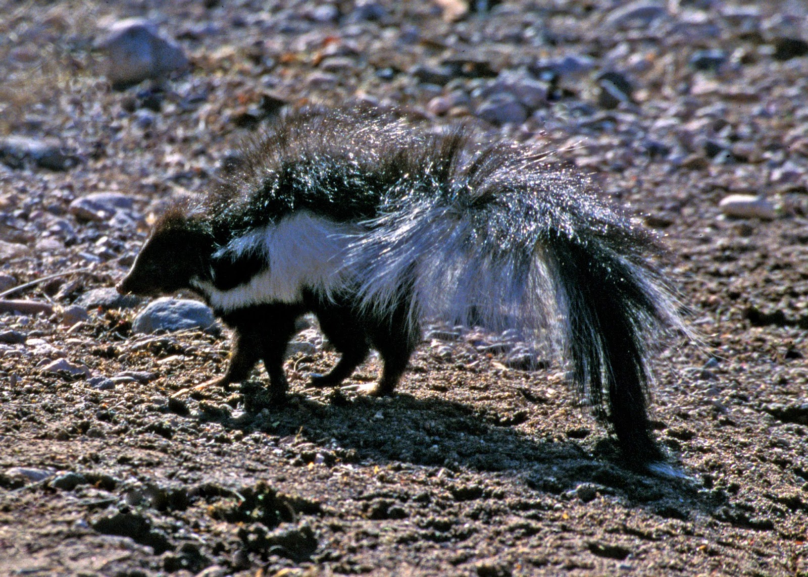 The Azure Gate: Striped Skunk: One of Nature's Most Beautiful