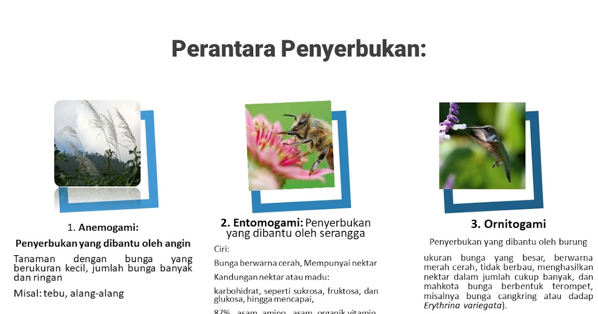 EDUKASI BELAJAR IPA: Penyerbukan Bunga