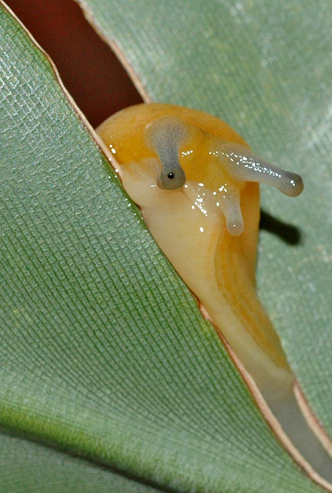 Sleeping Slugs Wary Squirrels And