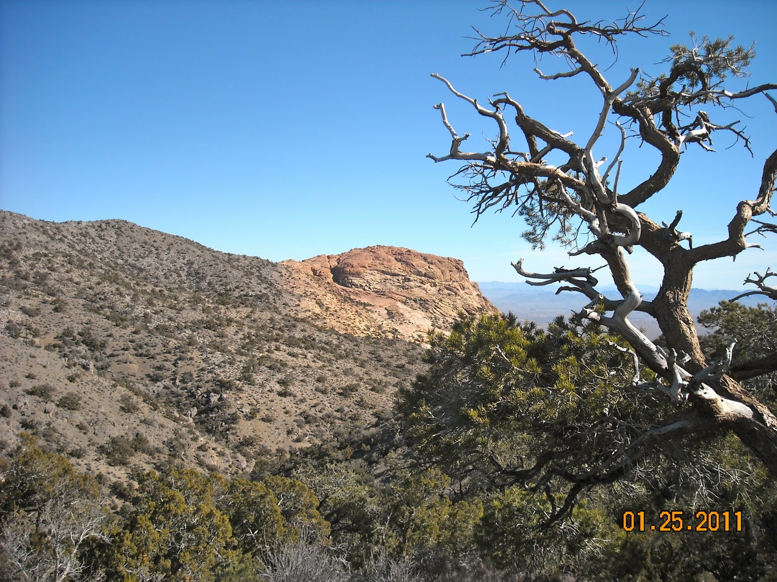Chris's Nevada wilderness Corner: The diverse plant flora of the Nevada ...