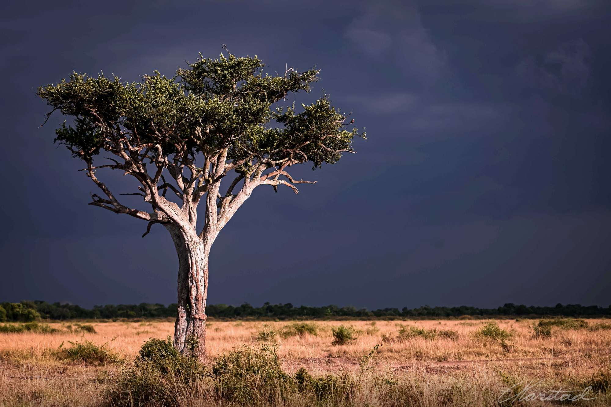 Elsen Karstad's 'Pic-A-Day Kenya': Balanites Tree, Masai Mara Kenya