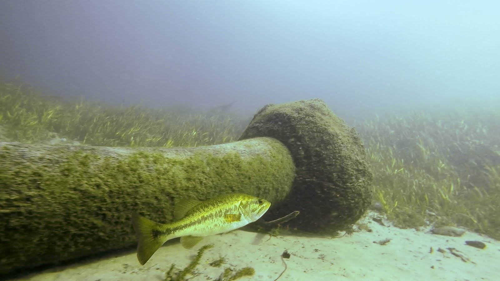 Rainbow River Freshwater Drift Dive, Florida - First Church of The ...