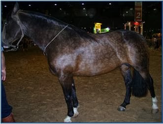 Los Caballos: Pelajes: Bayo