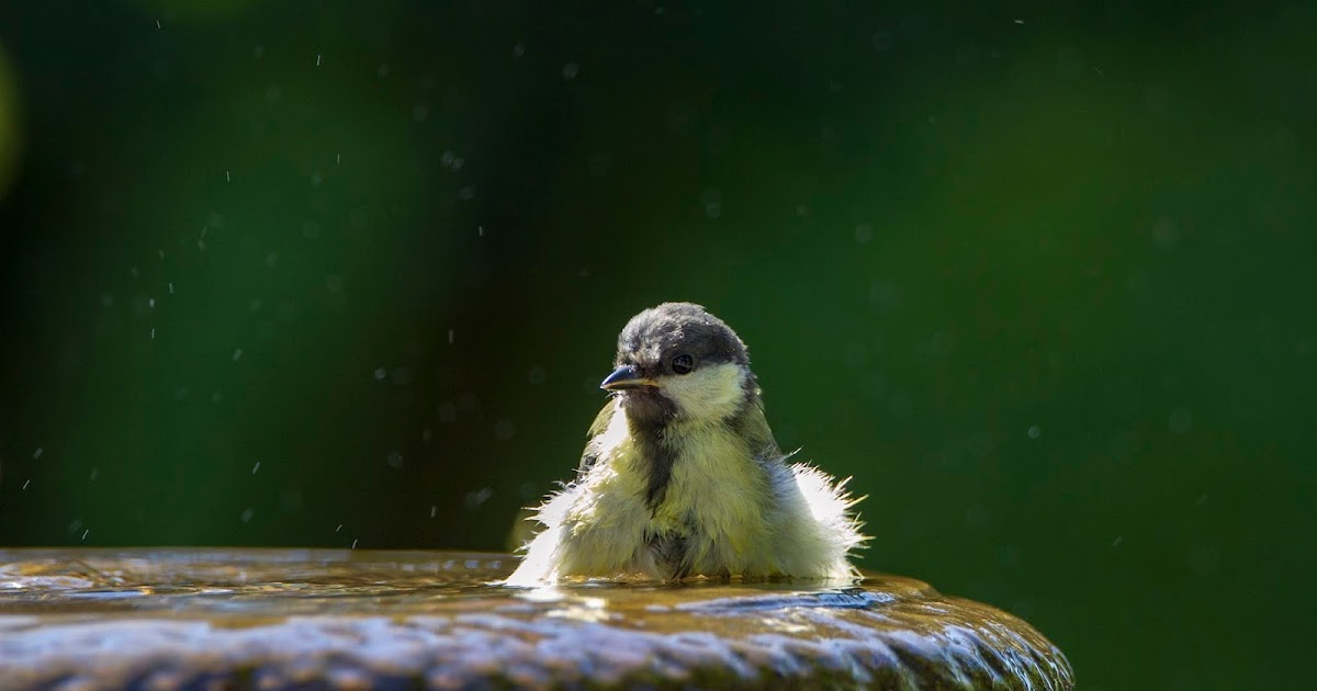 iwings: How to ruffle your feathers