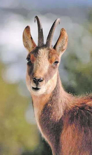 La cocina y ¿los animales..?: El rebeco, receta incluida.