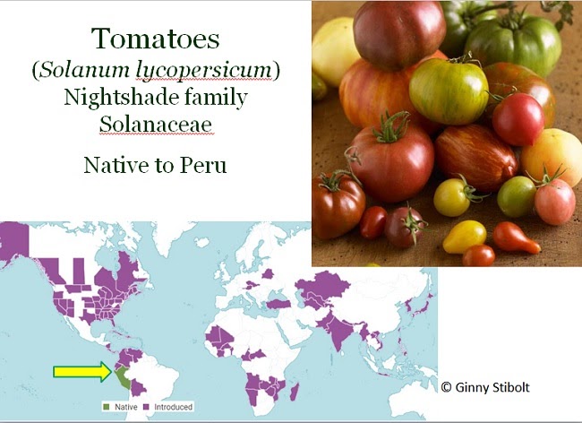 Green Gardening Matters: The history of tomatoes as a crop and growing ...