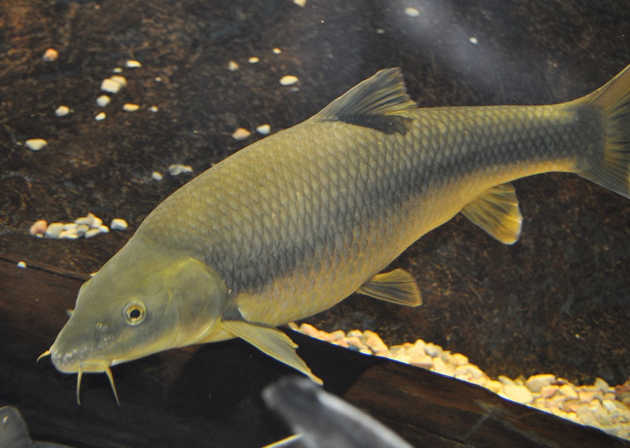 ZOOTOGRAFIANDO (MI COLECCIÓN DE FOTOS DE ANIMALES): BARBO GITANO ...