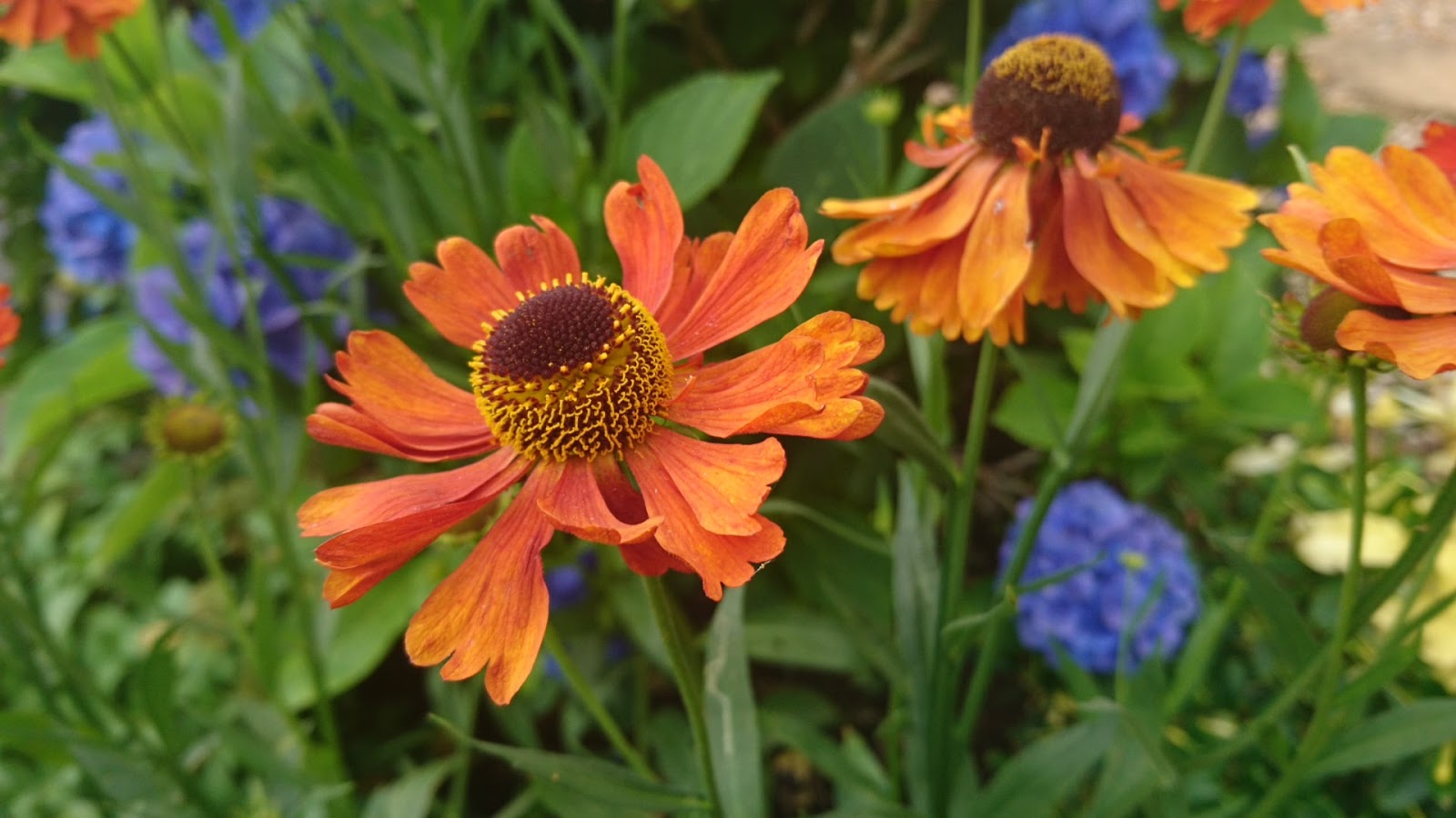 How to grow heleniums