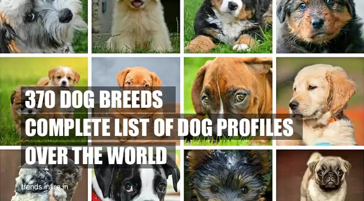 All Dog Breeds Info: Complete List of 370 Dog Profiles Over the World ...