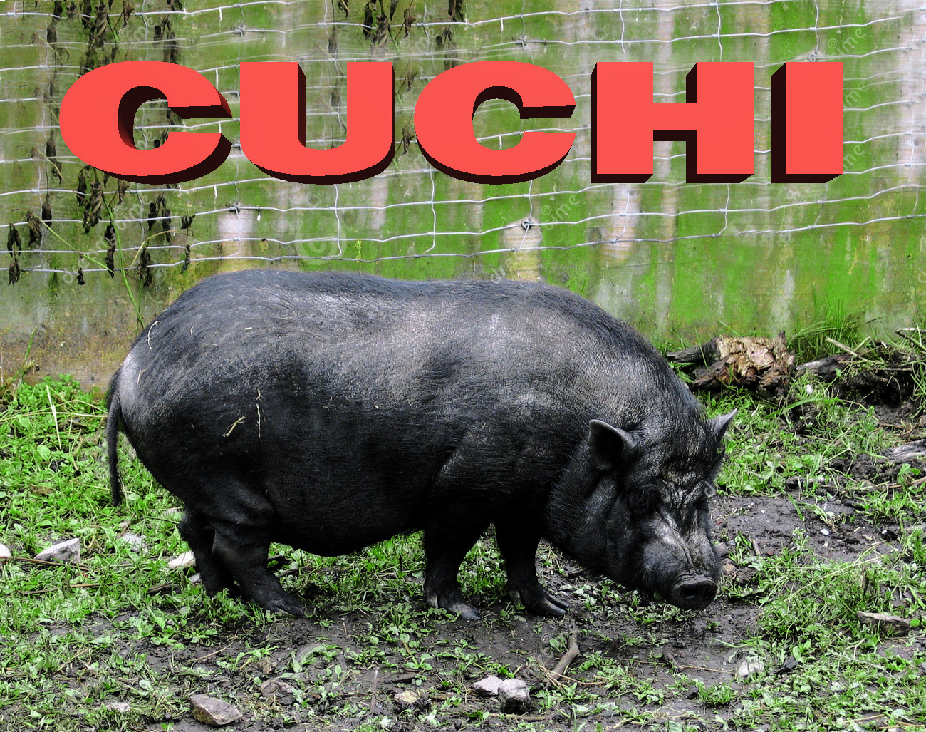 HISTORIAS Y COSTUMBRES DEL DEPARTAMENTO DE ANCASH PERÚ: CUCHI PIHSTÉ ...