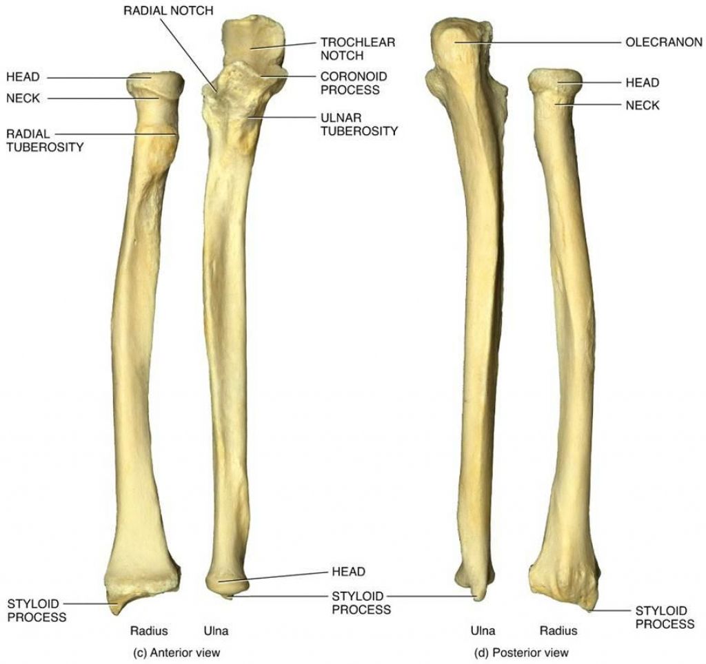 Ulna - Medically