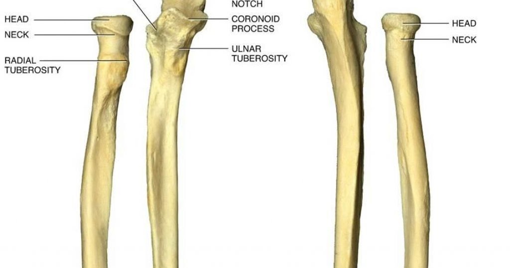 Ulna - Medically