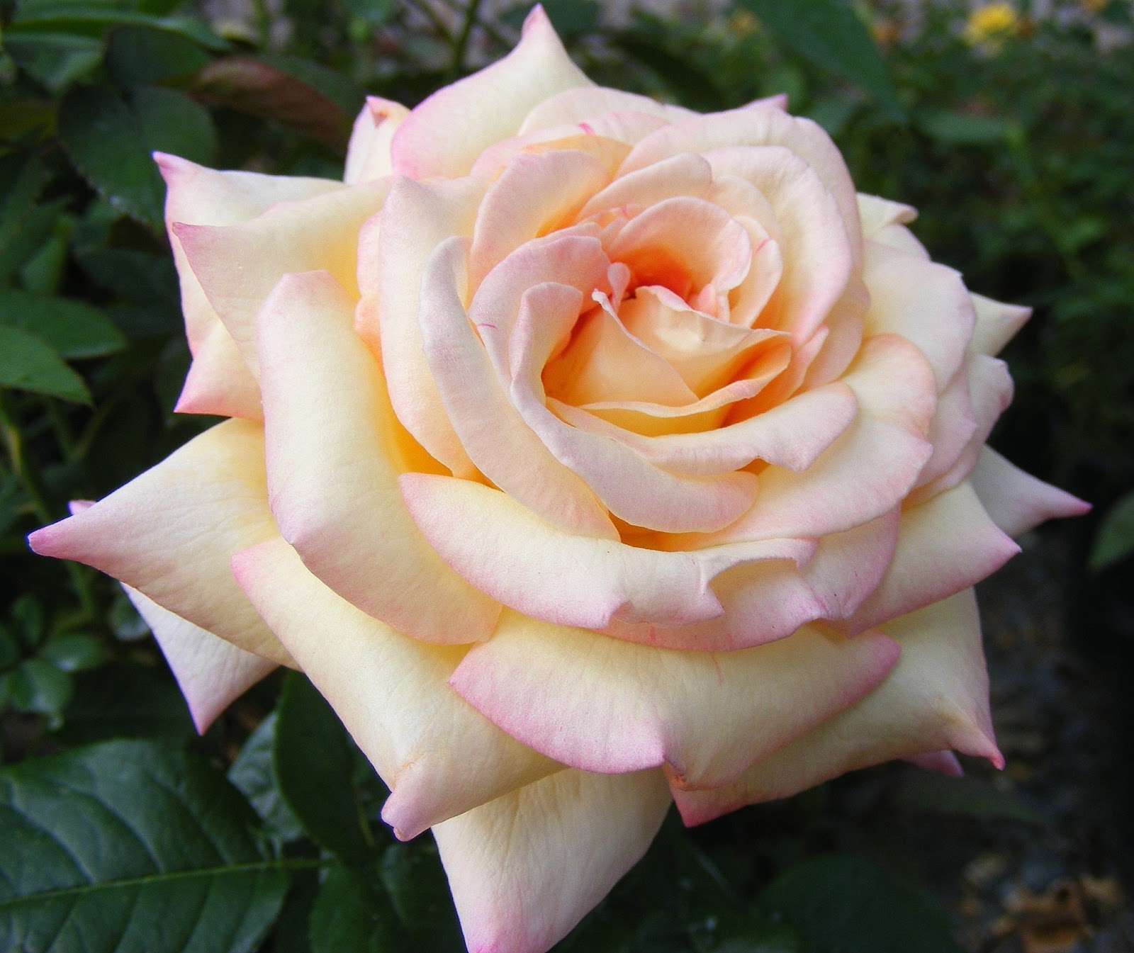 Coming Up Roses: Expert Rose Advice from Witherspoon Rose Culture: The ...