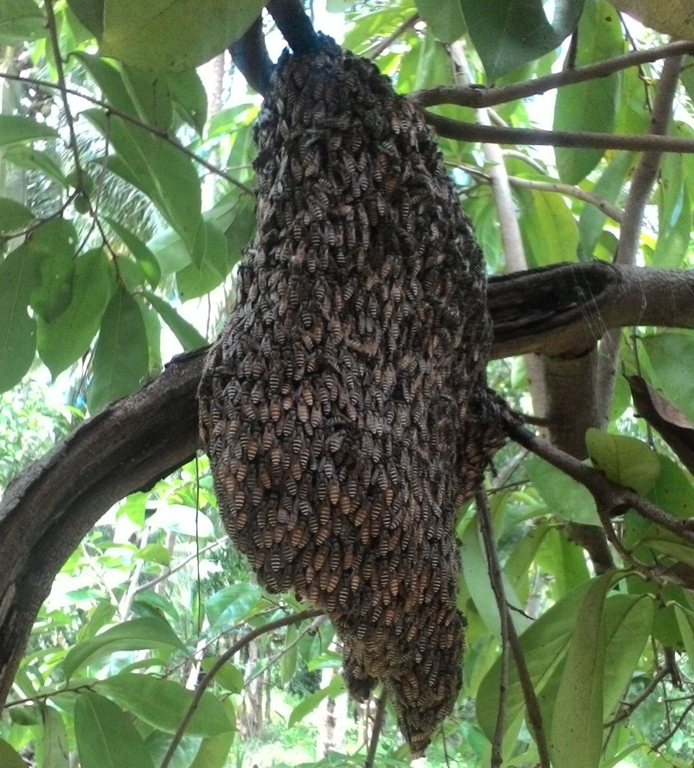 Jenis-jenis lebah Apis - Inabee