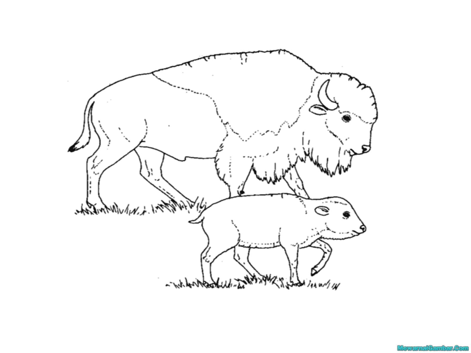 Mewarnai Gambar Bison | Mewarnai Gambar