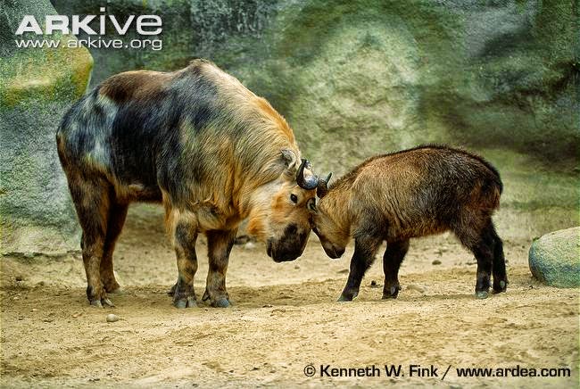 ΤΑΚΙΝ photos - wallpapers | the fun bank