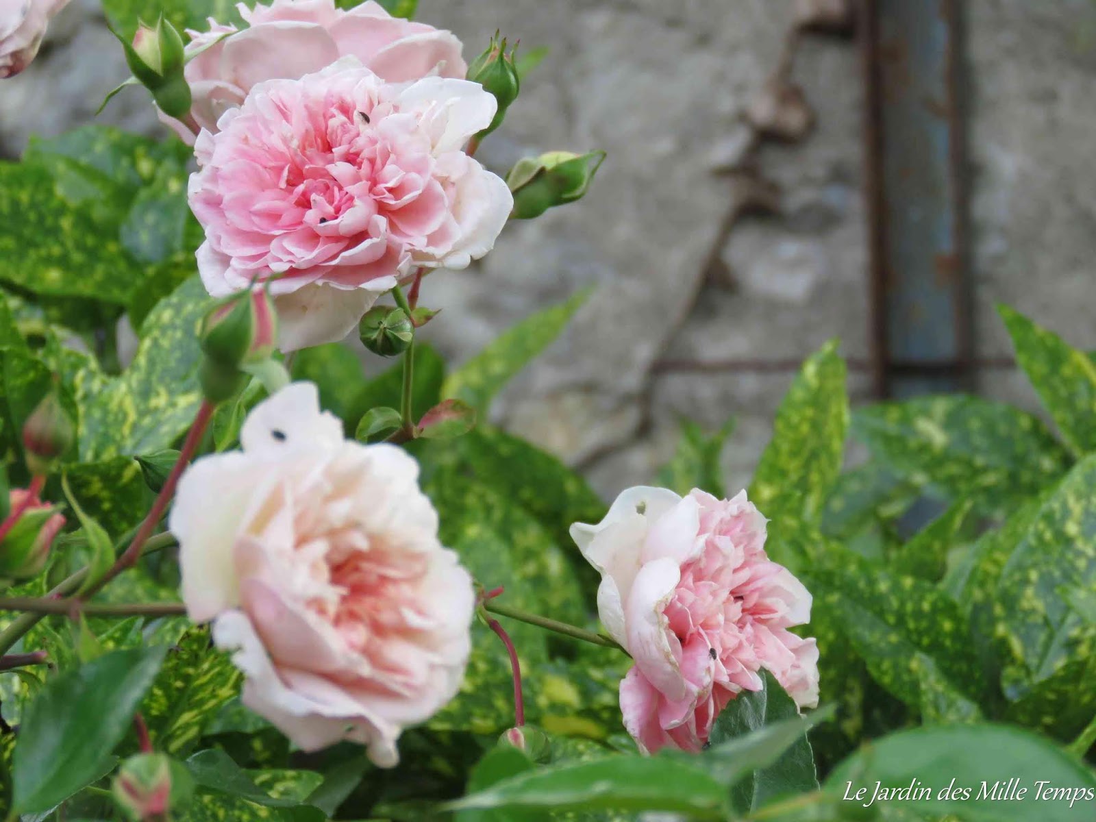 Roses & Co (partie 1)