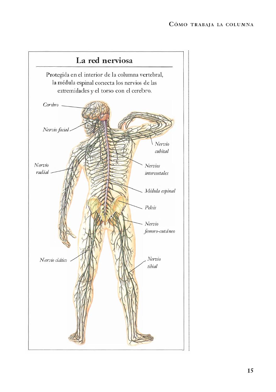 MyStretchingVital: ¿Qué es la Hiperflexibilidad? Hugo Cascia FUENTE ...