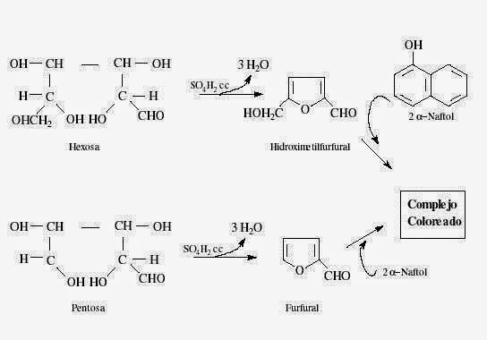PRACTICAS DE BIOQUIMICA: PRUEBA DE MOLISH