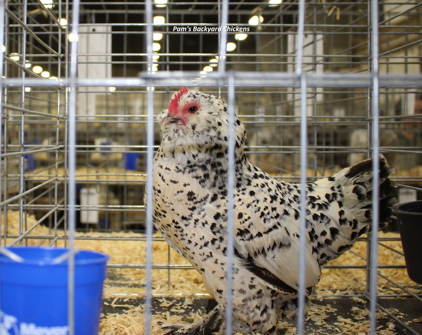 Pam's Backyard Chickens: What is a Bantam Chicken?