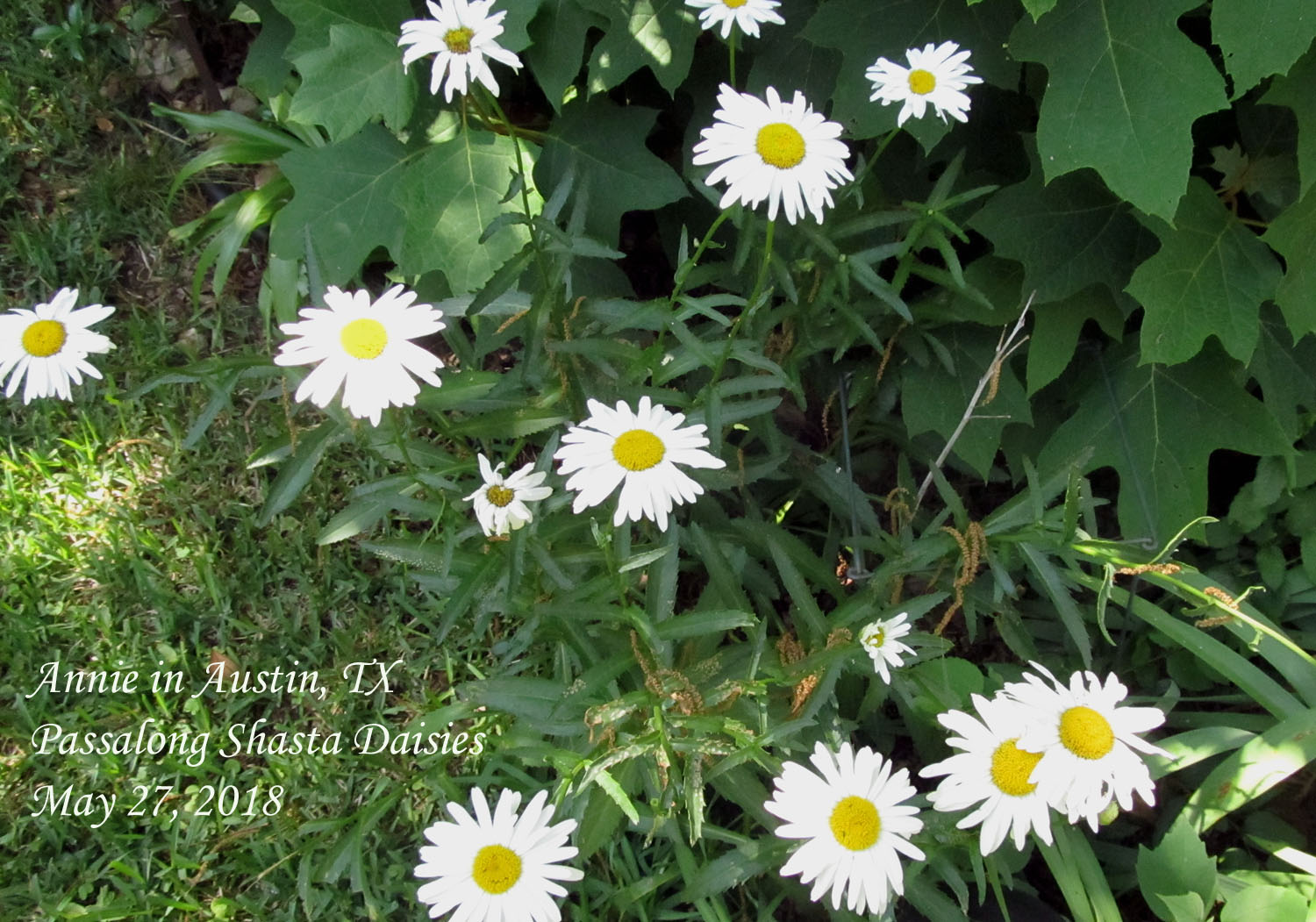 The Transplantable Rose