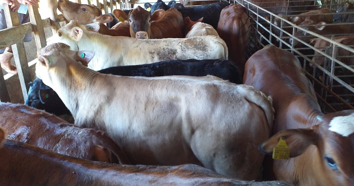 bacialeiteira.blogspot.com: INRA 95: NOVA RAÇA DE GADO DE CORTE