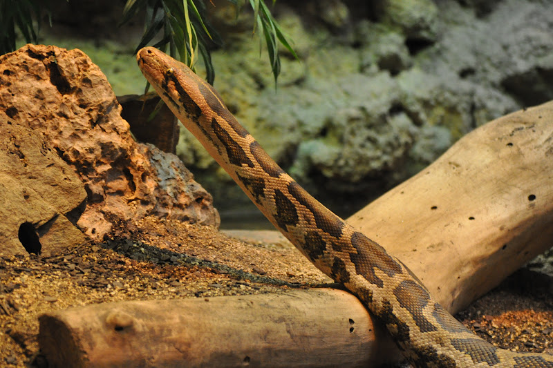 ZOOTOGRAFIANDO (6.100 ANIMALS): PITÓN DE LA INDIA / INDIAN ROCK PYTHON ...