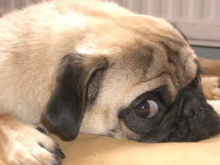 Purr-Views: Breed of the Week: Pug