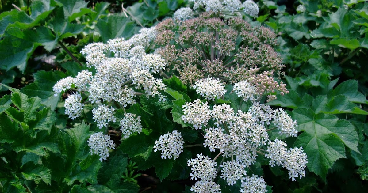 HERBAL PICNIC: COMMON HOGWEED / COW PARSNIP