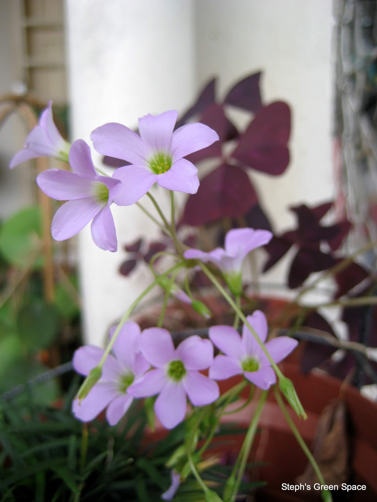 And my Hydrangea flourished 'stray' flowers from its stem. This is the ...
