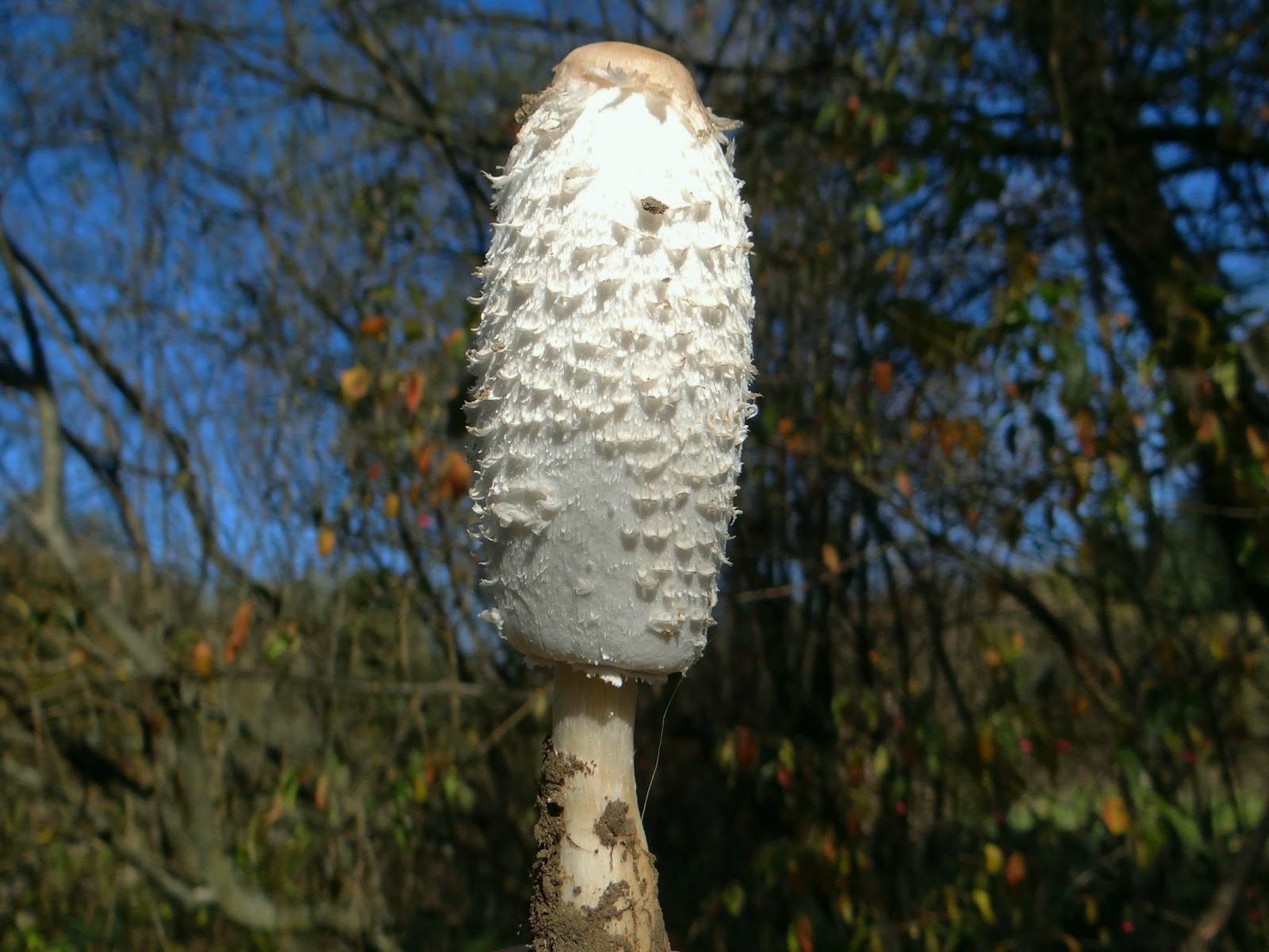 Un champignon chevelu! - Bioparc