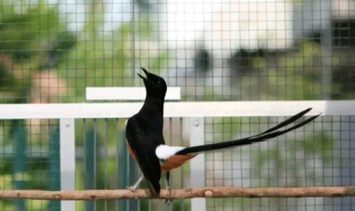 √ Penyebab Murai Batu Suka Cabut Bulu Dan Cara Mengatasi-Nya
